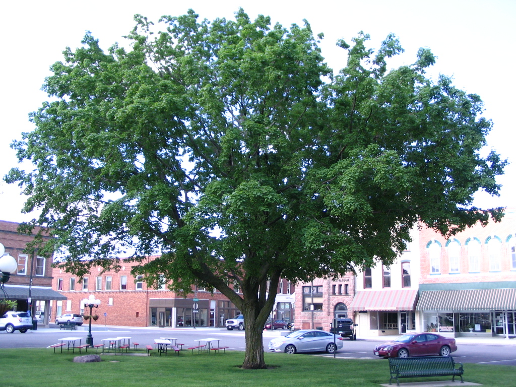 Trees of Red Oak, Iowa: Black Maple