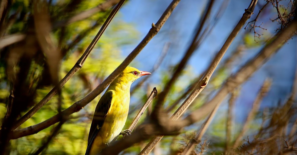 Indian Golden Oriole Is a Real Showstopper