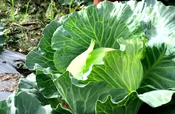 Cabbage (Repolyo) Cultivation Guide