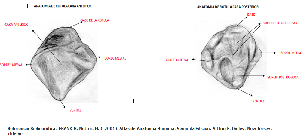 ANATOMIA RADIOLOGICA: 2. MIEMBRO INFERIOR