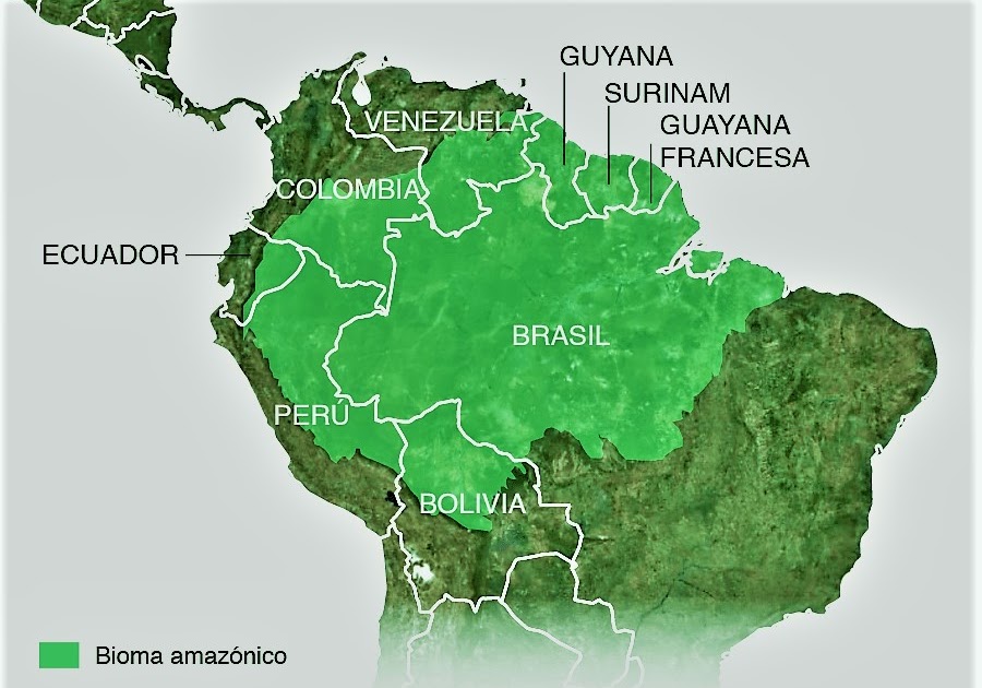 PLAAN : La Amazonía se sostiene por si misma mediante un ciclo natural ...