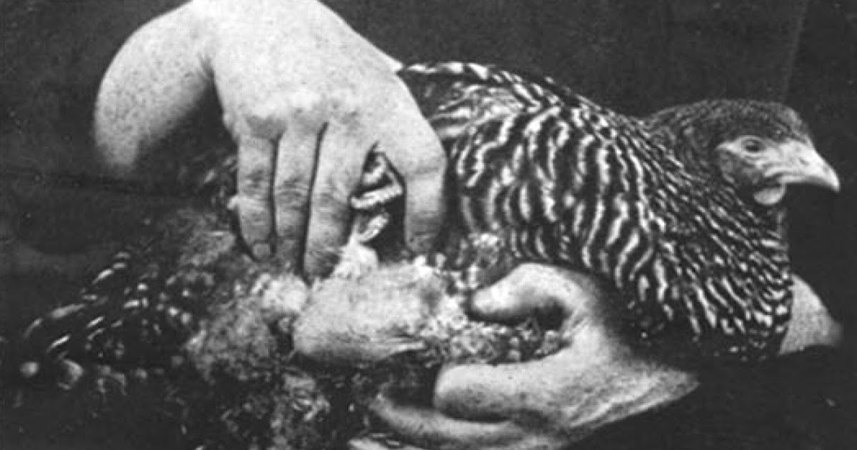 Great Experiments: Tumorless Tumor Transmission