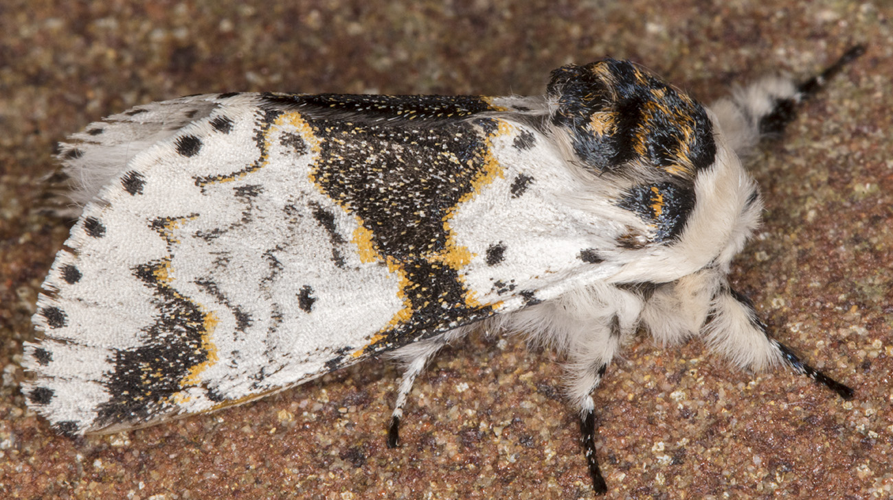 Crowborough! Moths! | Naturally