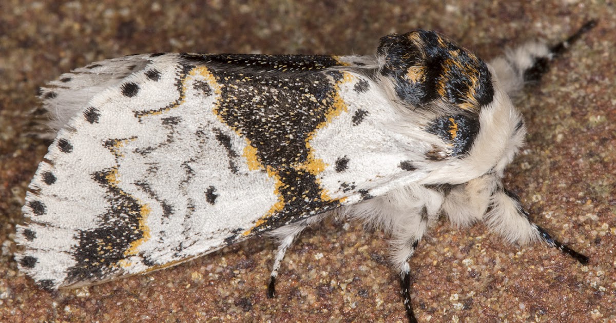 Crowborough! Moths! | Naturally