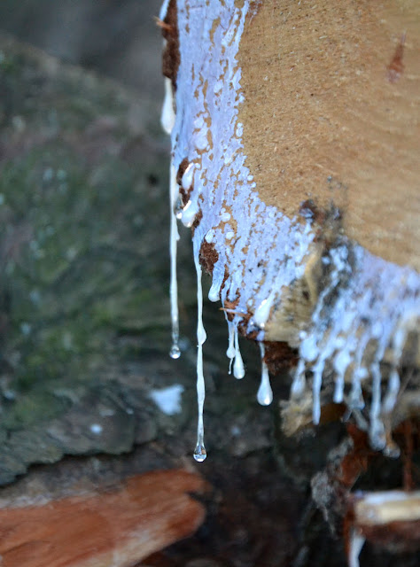 Woods Walks and Wildlife: 2012