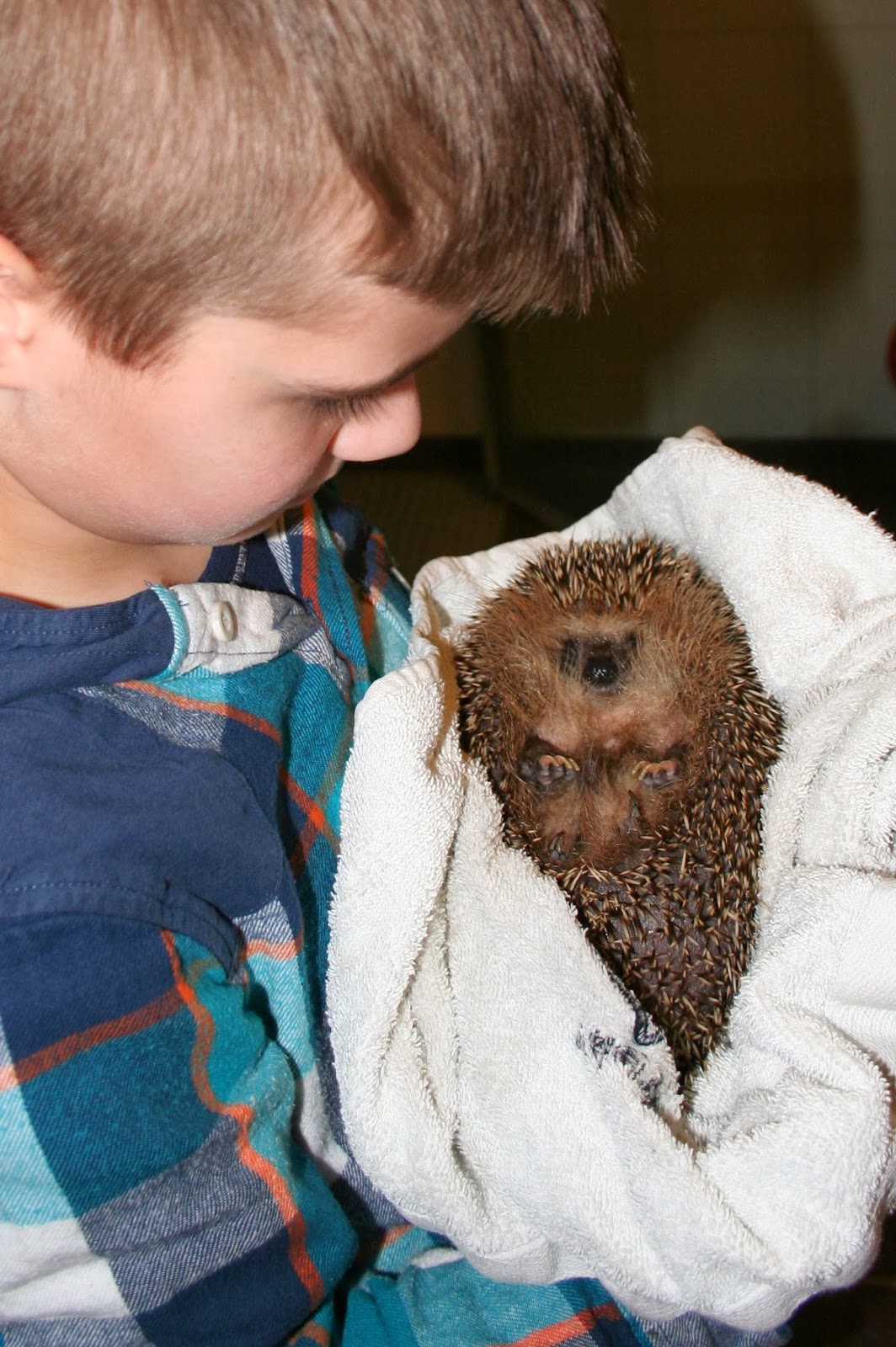 En helt uvanlig hverdag: Piggen