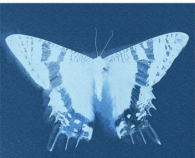 mycamerandme365: Digital Cyanotypes.