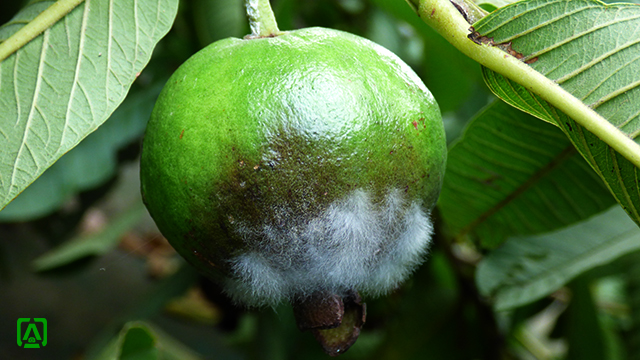 diseases of guava ~ Plant diseases identification