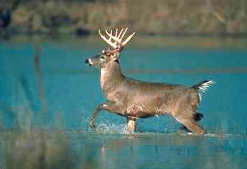 Whitetail Deer Abundant in Louisiana Swamps | Outdoors | Before It's News