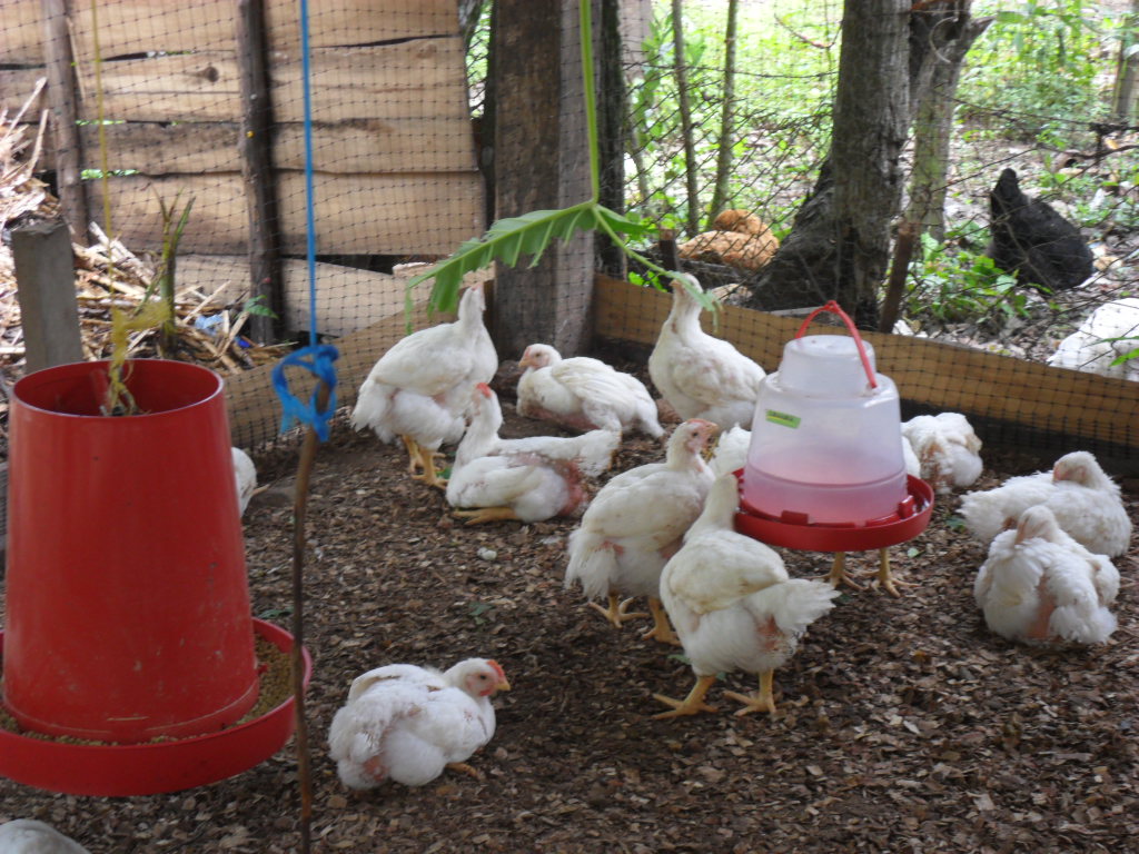 Blog de Willians Alfredo Salom Myers: POLLO SEMICRIOLLO PARA LA VENTA