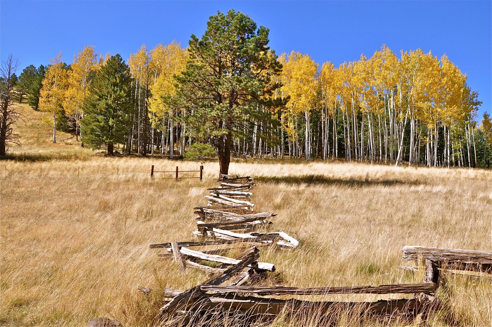 Finding Arizona: Beautiful Hart Prairie