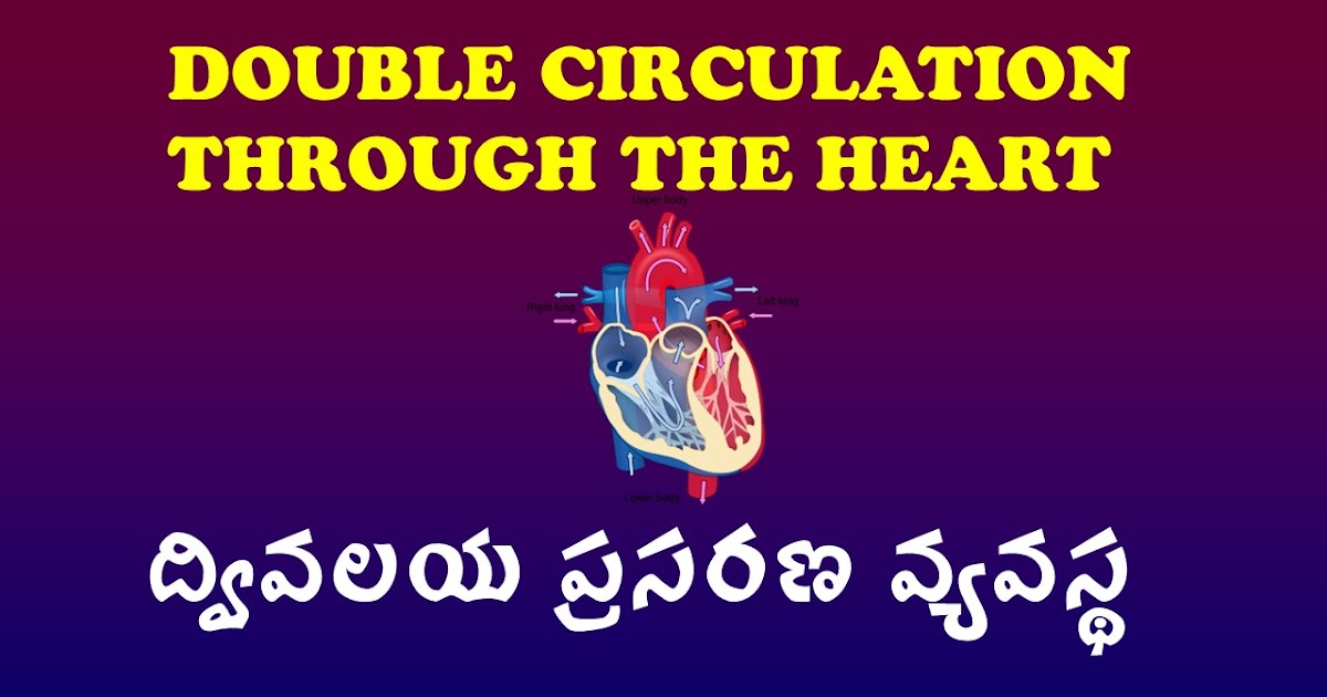 MY SCIENCE CLASSROOM: DOUBLE CIRCULATION