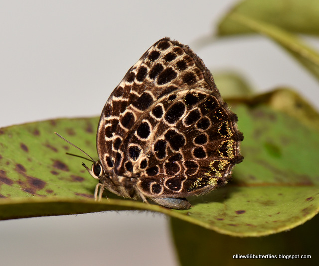 The Forested Path (and Beyond): BUTTERFLIES of RAUB: The Golden Spotted ...