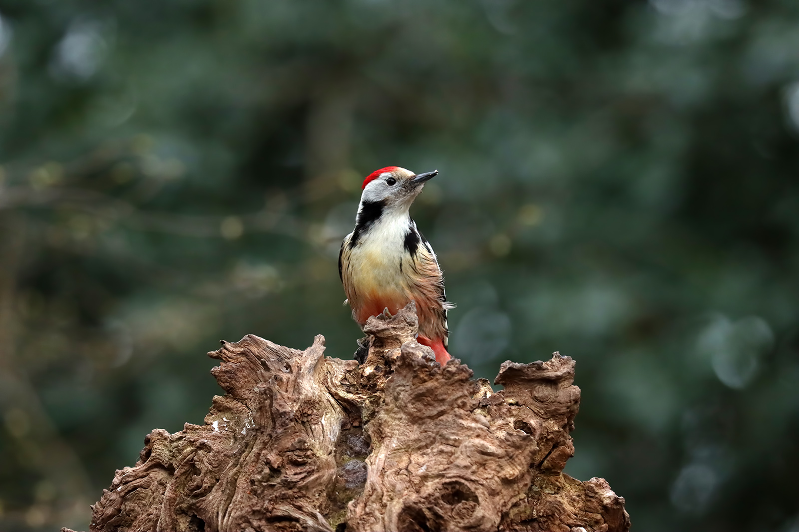Natuurrijke Fototochten: Han Bouwmeester Hut 4