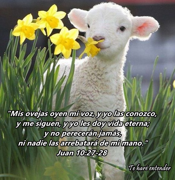 ¡MANA DEL CIELO!: ¡MIS OVEJAS OYEN MI VOZ Y YO LAS CONOZCO!