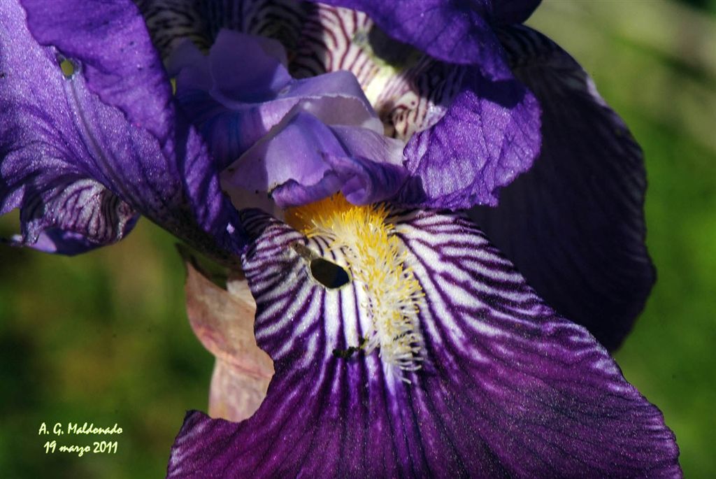 BIODIVERSIDAD COSTA GRANADINA Y...: Lirio azul, morado o común (Iris ...