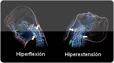 Anatomía de la columna vertebral: COLUMNA VERTEBRAL: LIGAMENTOS Y MÚSCULOS