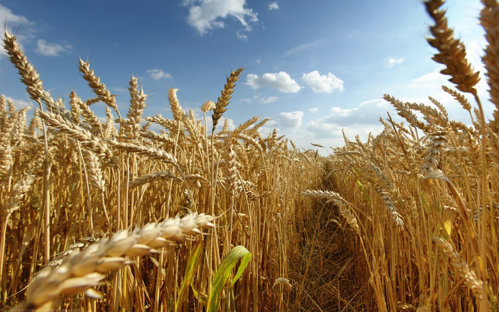 Dry Golden Wheat Field Blue Sky HD Wallpaper | HD Nature Wallpapers