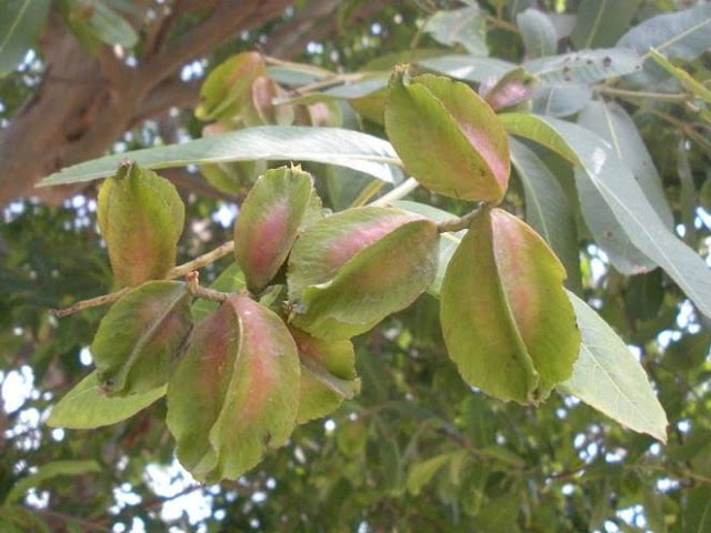 Arjun Tree - Terminalia Arjuna - Combretaceae - ارجن - Noons.info
