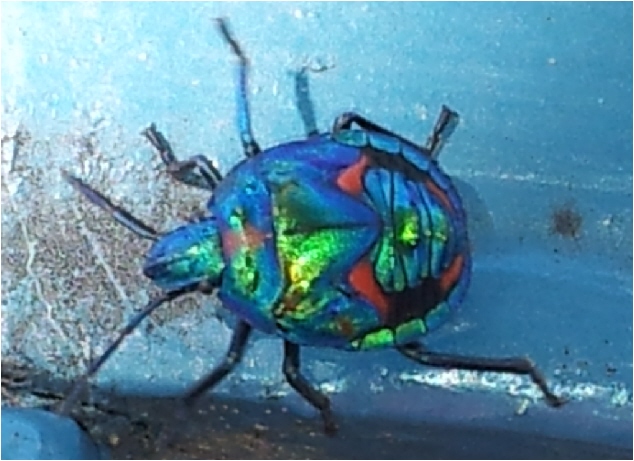 Traveller in Oz: Stained Glass Bugs