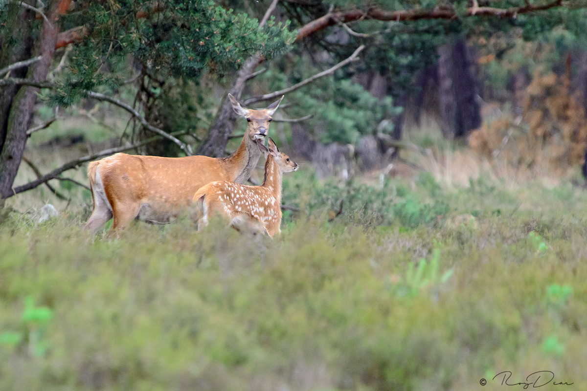 Foto's: Edelhert hinde met kalf
