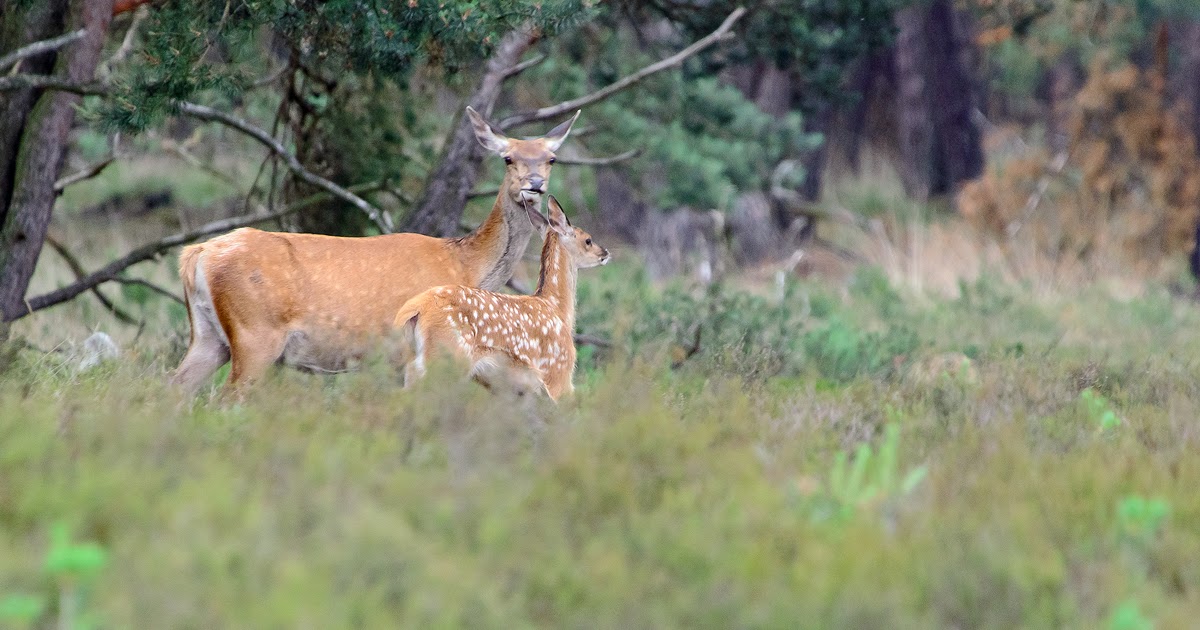Foto's: Edelhert hinde met kalf