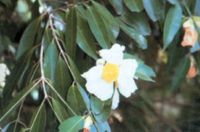 Blog - Hotel Shanthi Anuradhapura: Namal Uyana - Largest Pink Quartz ...