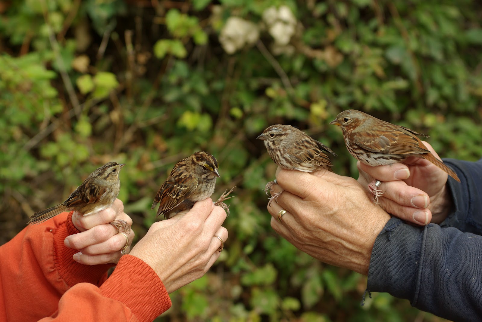 Birding Is Fun!: Bird Comparison Photos