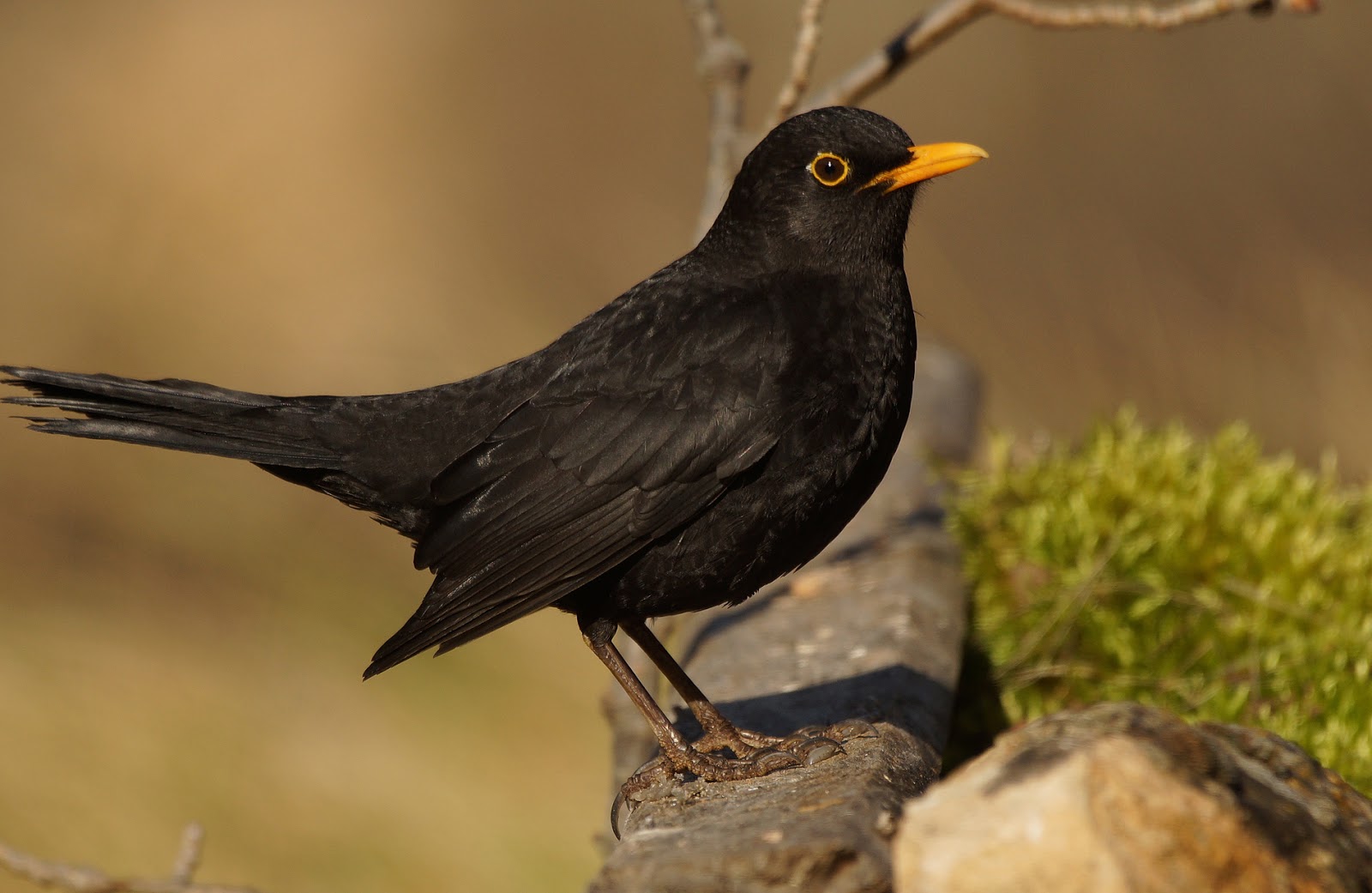 Pasión por las aves: Mirlo común.(Turdus merula)
