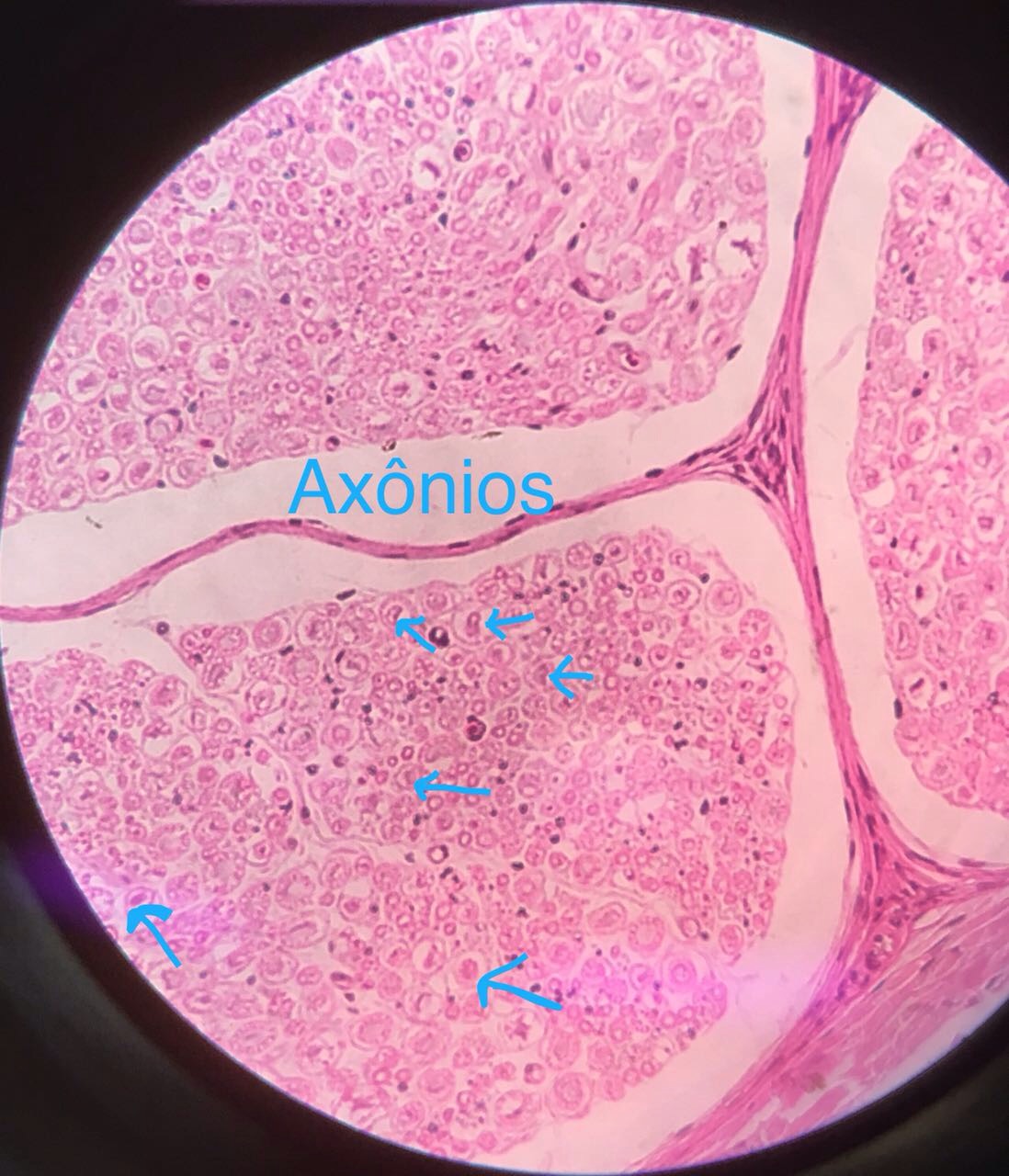 HISTOLOGIA90: HISTOLOGIA DO SISTEMA NERVOSO