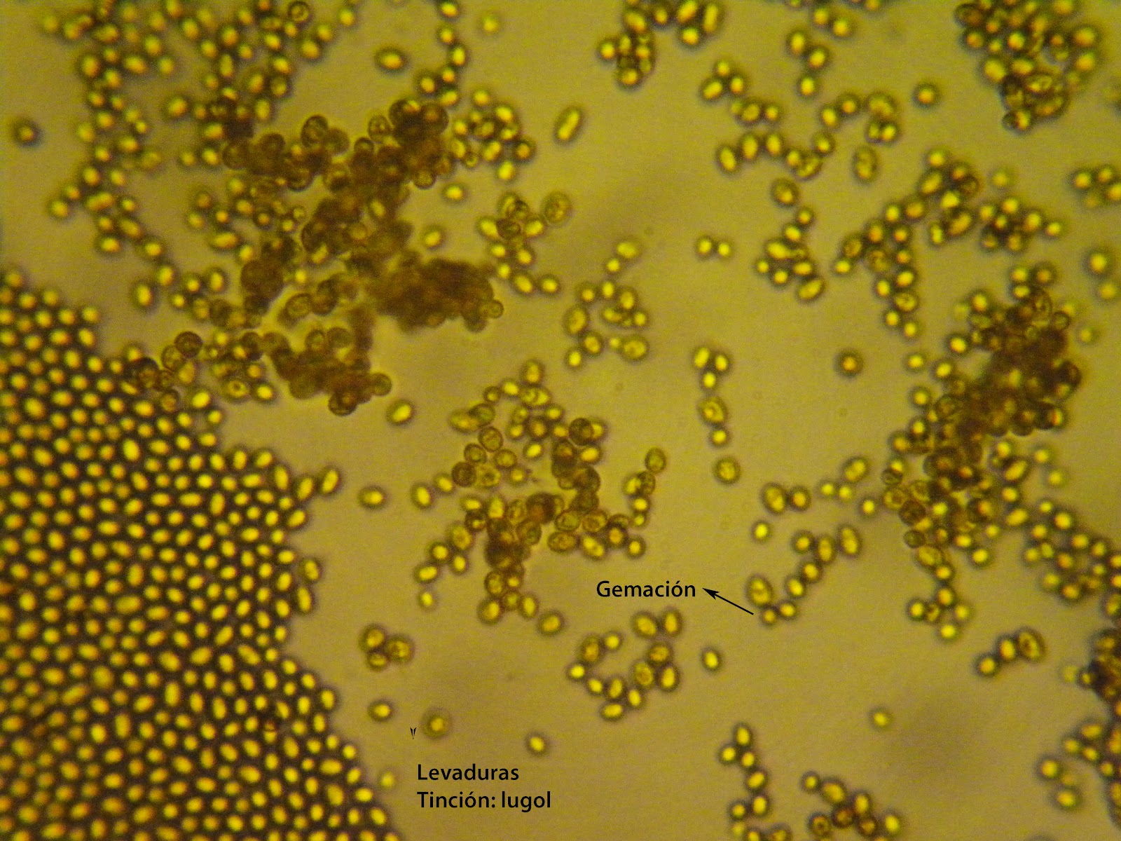 CIENCIAS NATURALES 1 OJA: OBSERVACIÓN DE LEVADURAS