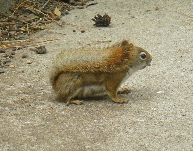 Occasional Toronto: Red Squirrel