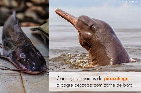 OS NOMES DA PIRACATINGA - AMAZÔNIA ACONTECE