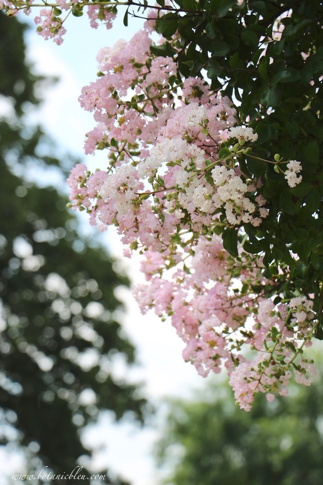 Botanic Bleu: Pink Crepe Myrtle | Why Southern Gardeners Love Them