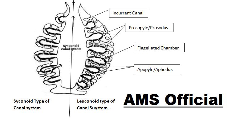 Phylum Porifera, Diagram of phylum Porifera or Sponges, Canal system of ...