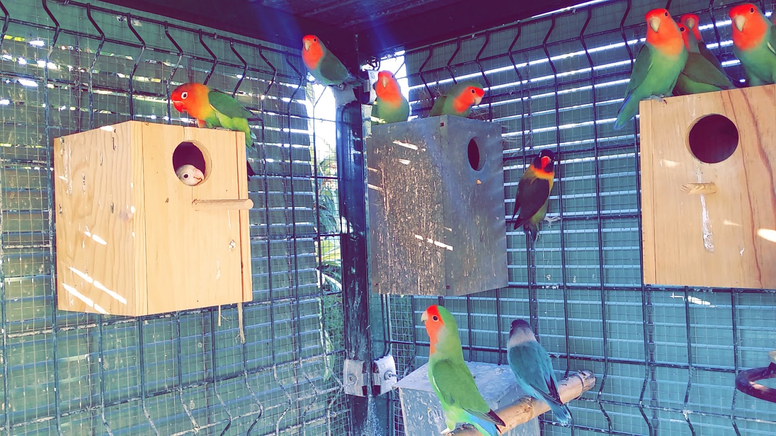 inseparables(agapornis): inseparables(agapornis)