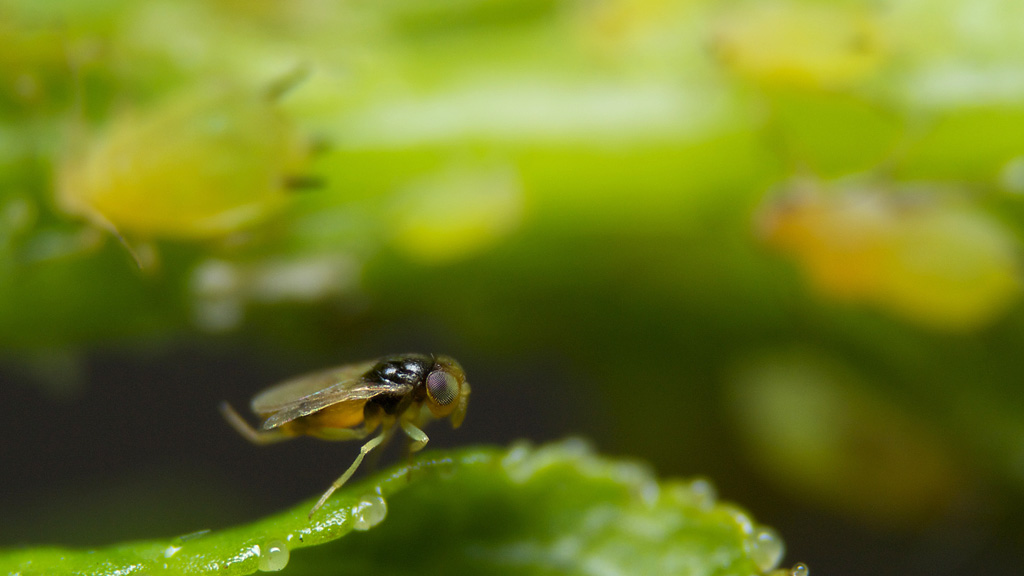 ムシをデザインしたのはダレ？: ツヤコバチ科 ( Aphelinus sp. ) 産卵