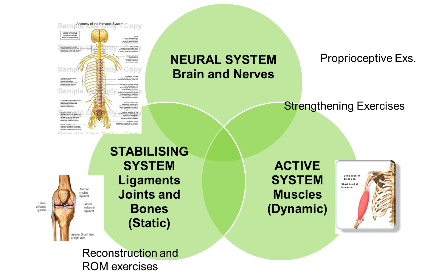 Sports and Community Physiotherapy: Pre and Post-Operative ...