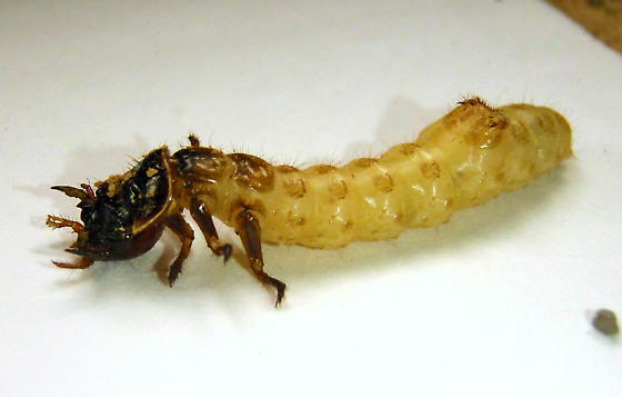 Growing Up In Waldron: In Search of the World's Meanest Worm