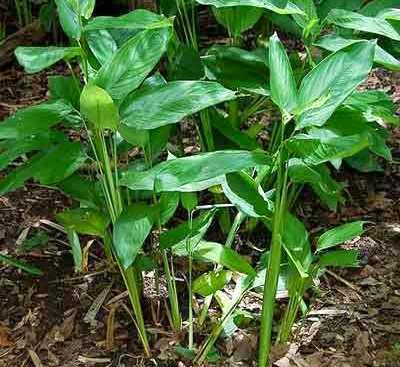 PDM Mukim Kubang Bemban: Khasiat Pokok Bemban