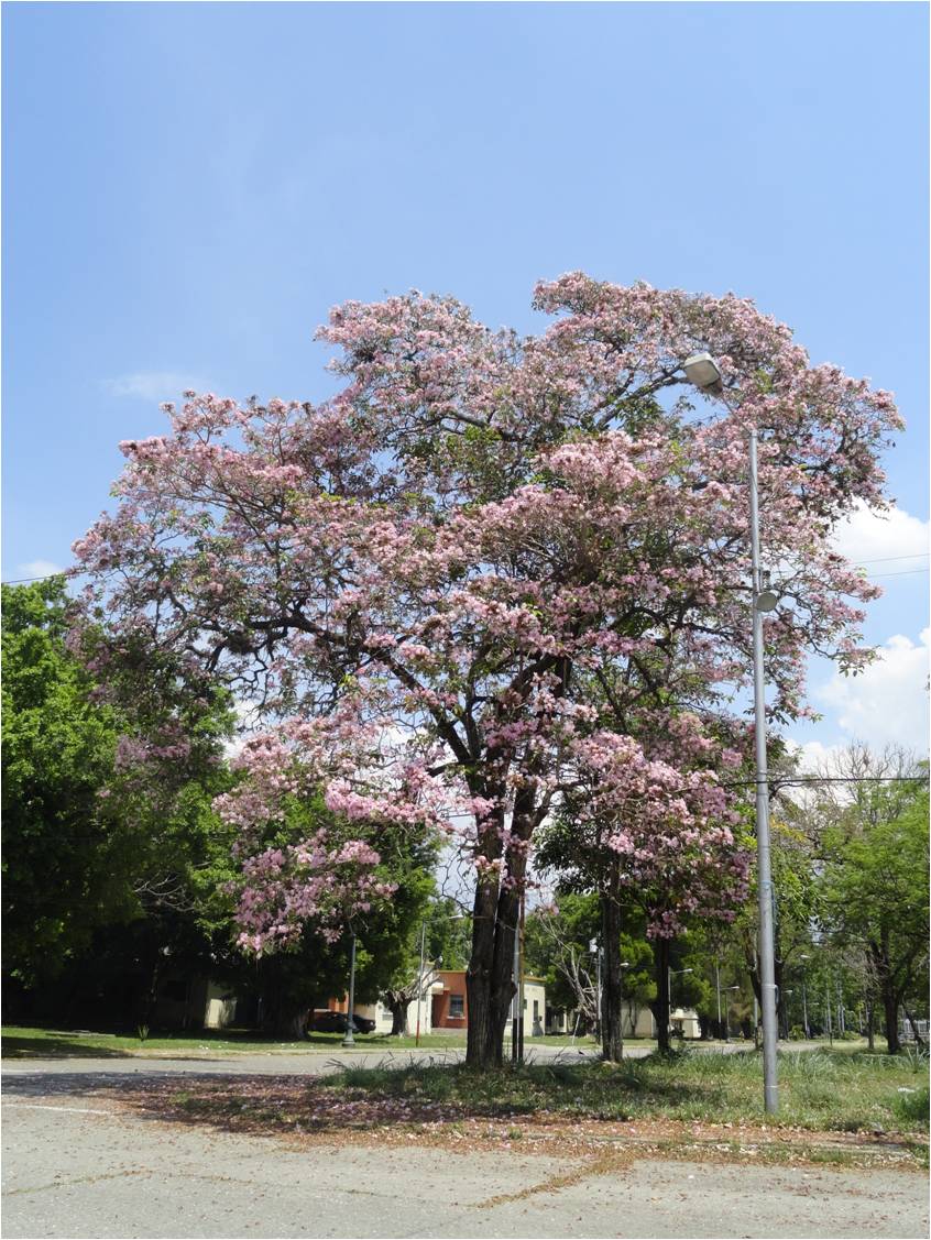 La Doctora De Las Plantas: Apamate (Tabebuia rosea) un árbol ...