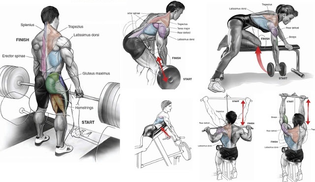 Big Red: Top 5 Muscle Building Back Exercises
