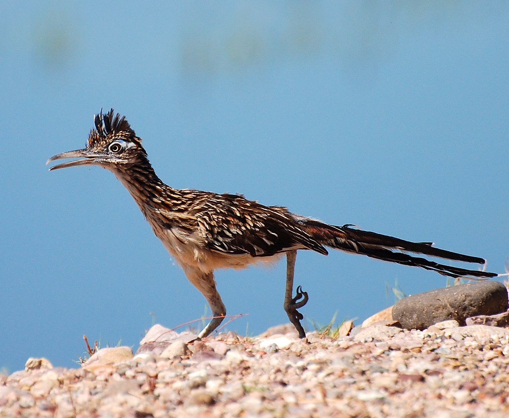 Birding Is Fun!: Birds I Thought I'd Never See