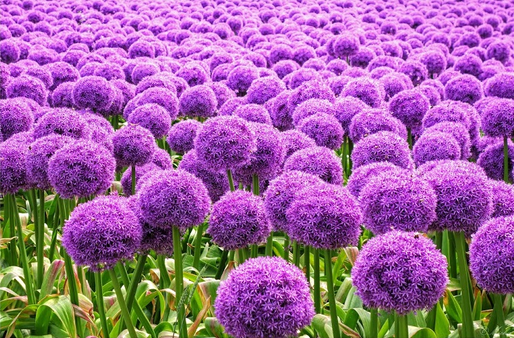 Bunga Cake Pops ~ Digi ZED