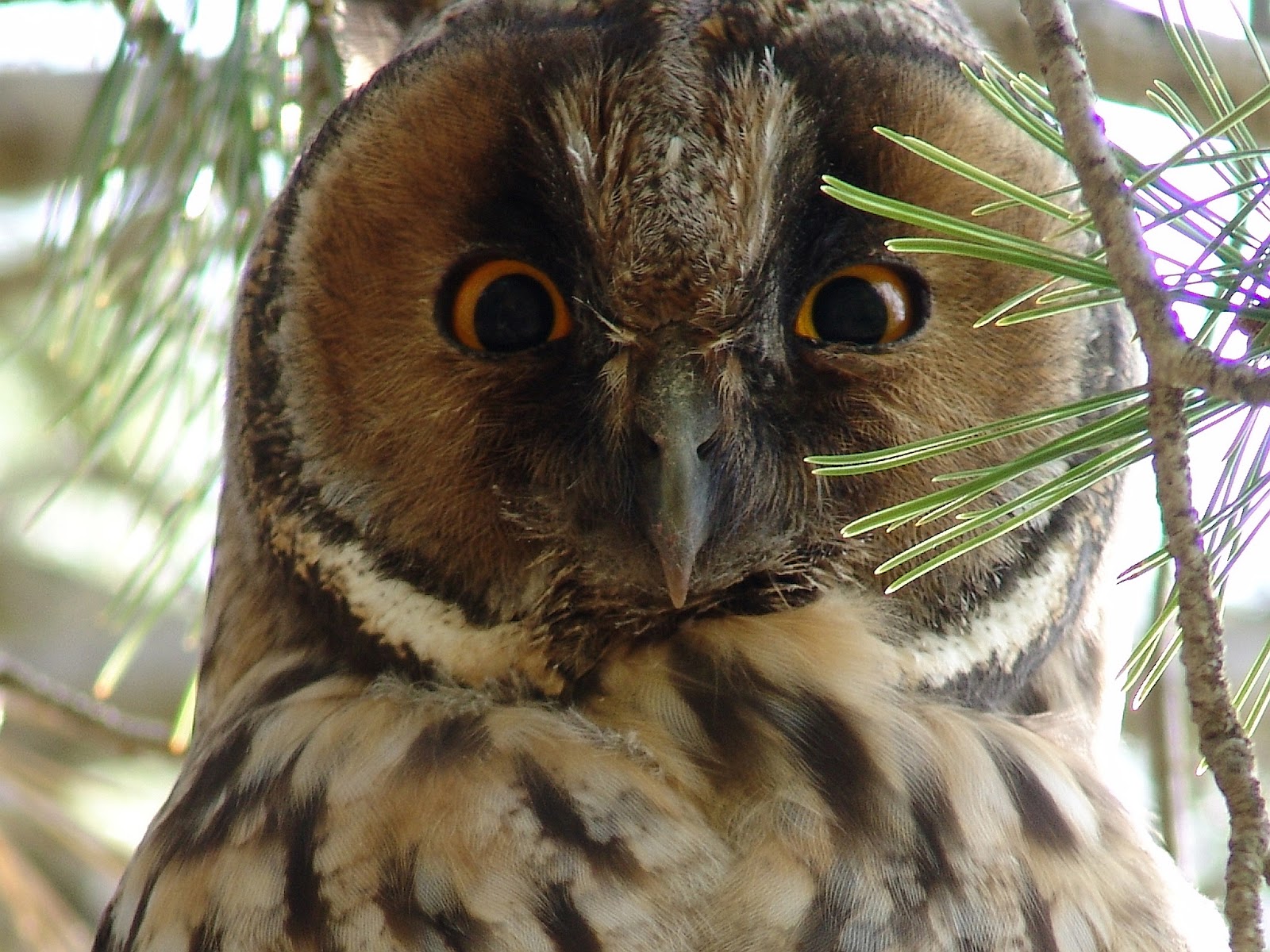Pasión por las aves: Búho chico.(Asio otus)