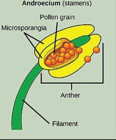 Typical Structure of Flower - Bioscience wala