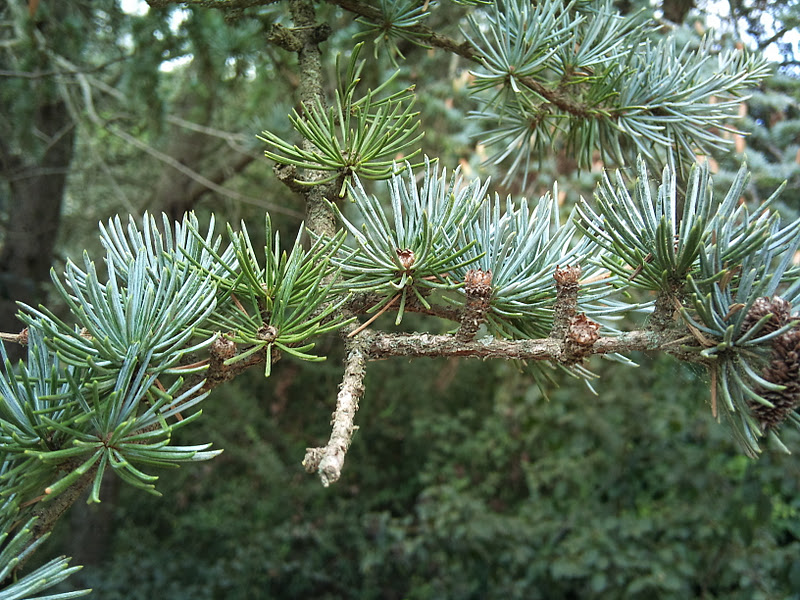 Árboles con alma: Cedro del Atlas. Cedre atlantic, (Cedrus atlantica)