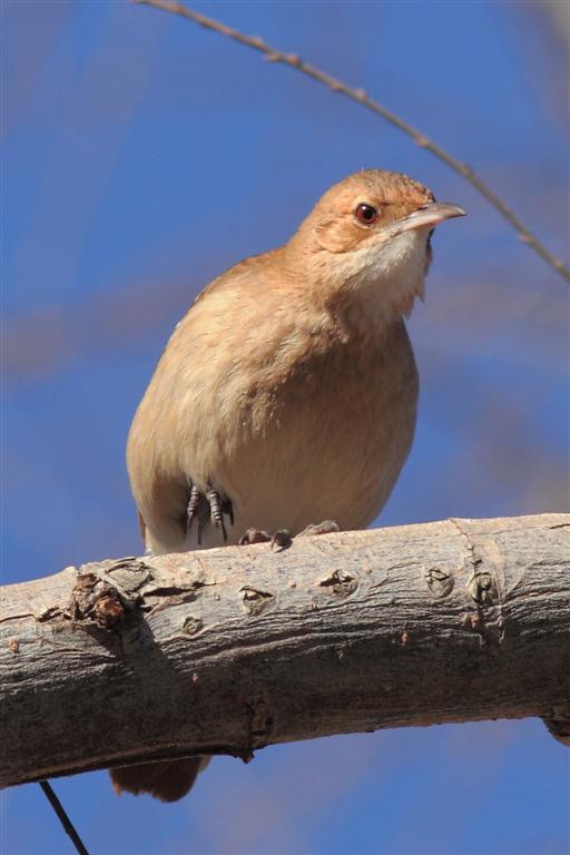 mis fotos de aves: Furnarius rufus Hornero Rufous Hornero