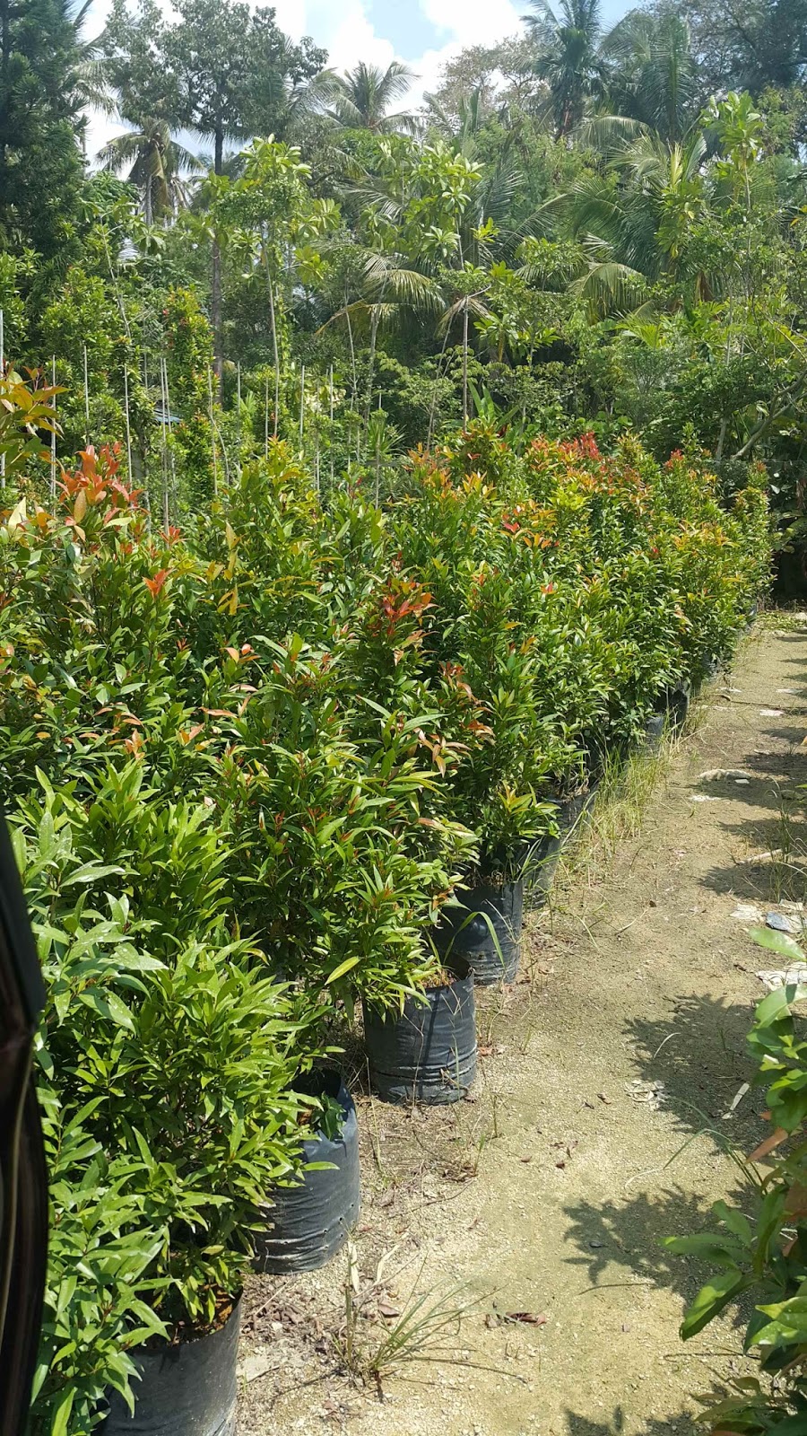 Pokok Pagar Rumah | Arsihome