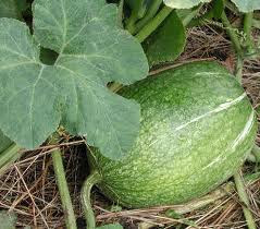 - Hoy, invito yo !: Alcayota